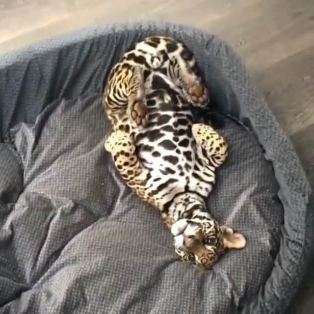 Black Jaguar-White Tiger さんのインスタグラム動画 - (Black Jaguar-White Tiger ...