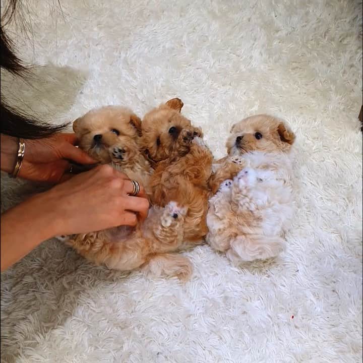 Rolly Pups INCさんのインスタグラム - (Rolly Pups INC@rollyteacuppuppies)
