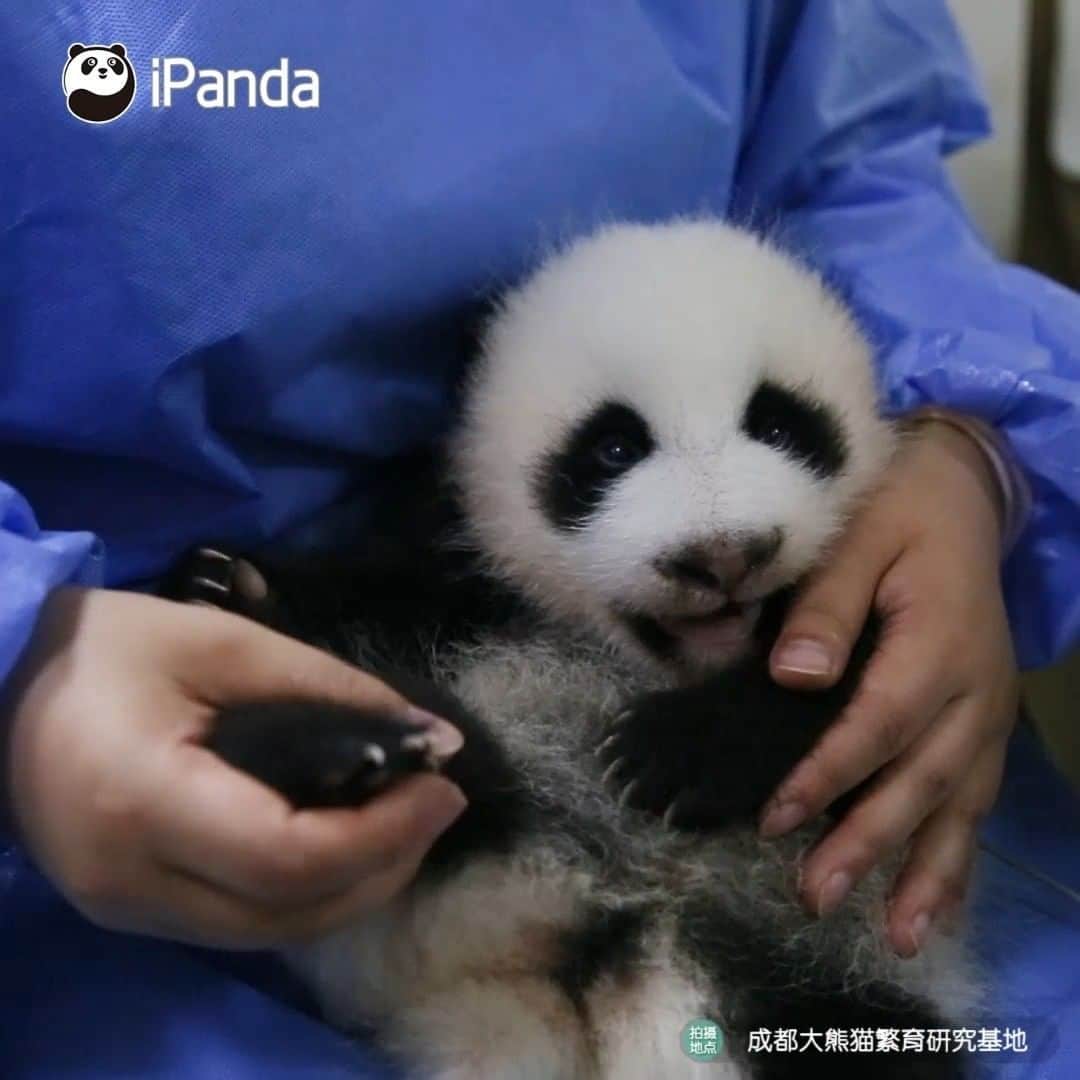 iPandaさんのインスタグラム動画 - (iPandaInstagram)「How lovely they are! 😍I bet you ...