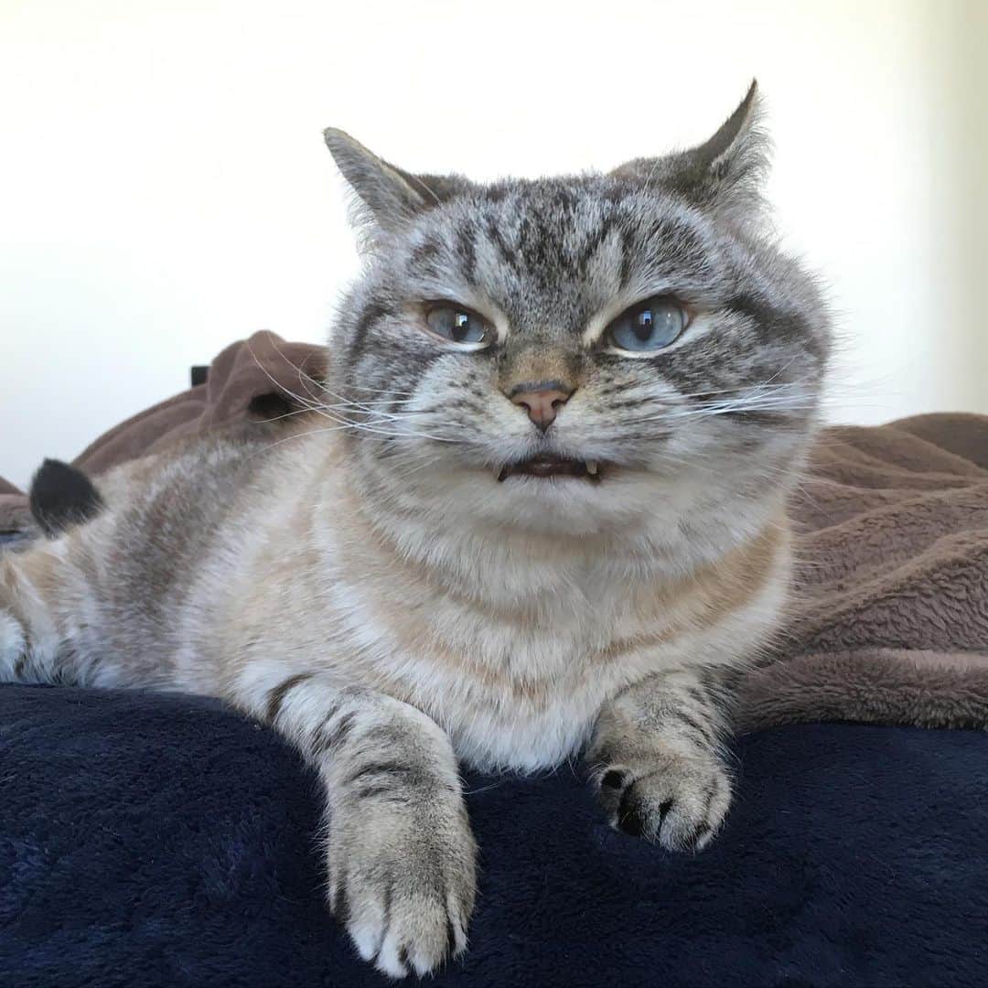 Lokiさんのインスタグラム - (Loki@loki_kitteh)