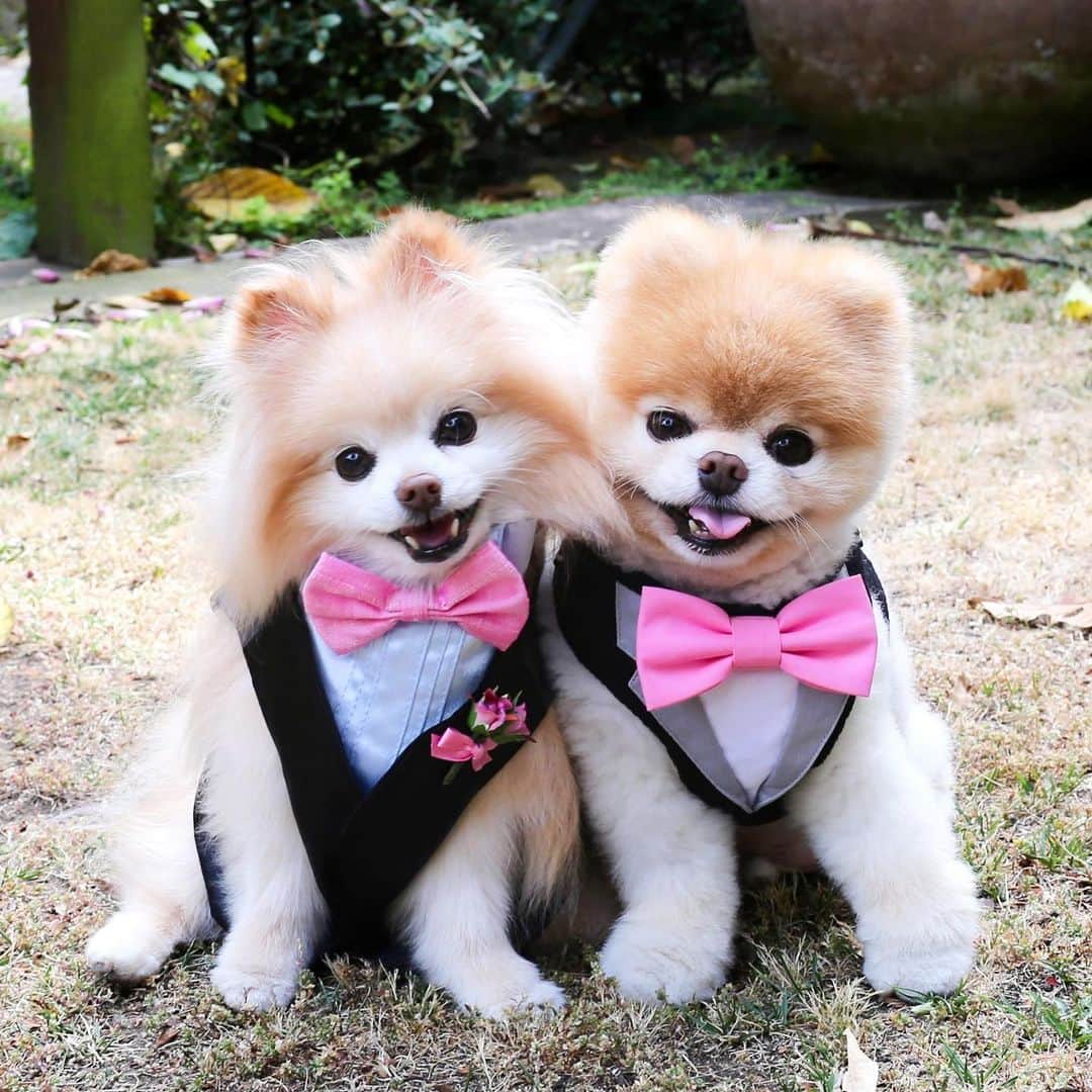 Buddy Boo Blueさんのインスタグラム写真 - (Buddy Boo BlueInstagram)「Happy Valentine ...