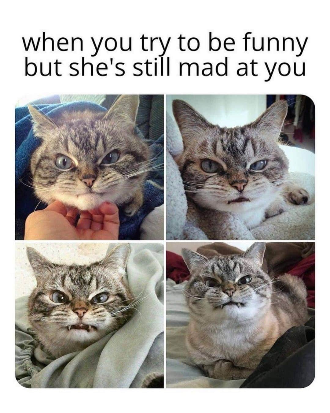 Lokiさんのインスタグラム - (Loki@loki_kitteh)