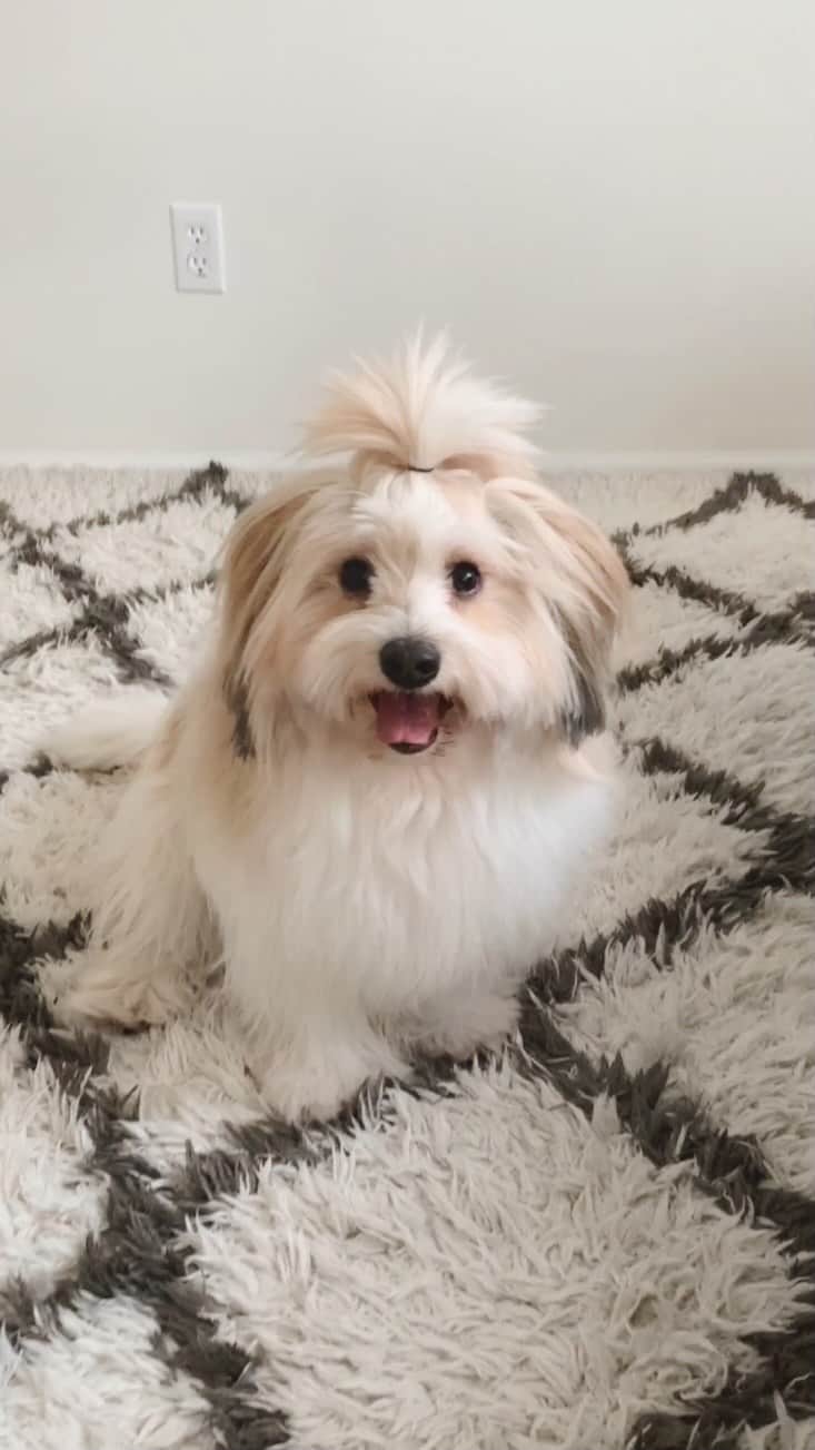 Loki the Corgiさんのインスタグラム動画 - (Loki the CorgiInstagram)「What’s Momo ...