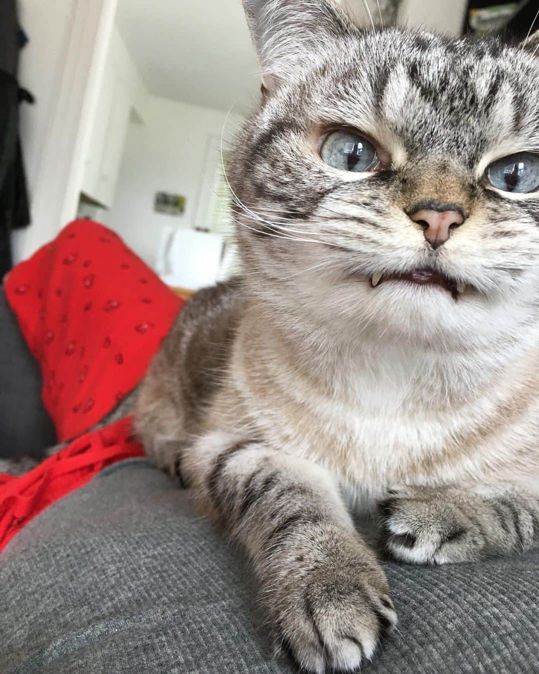 Lokiさんのインスタグラム - (Loki@loki_kitteh)