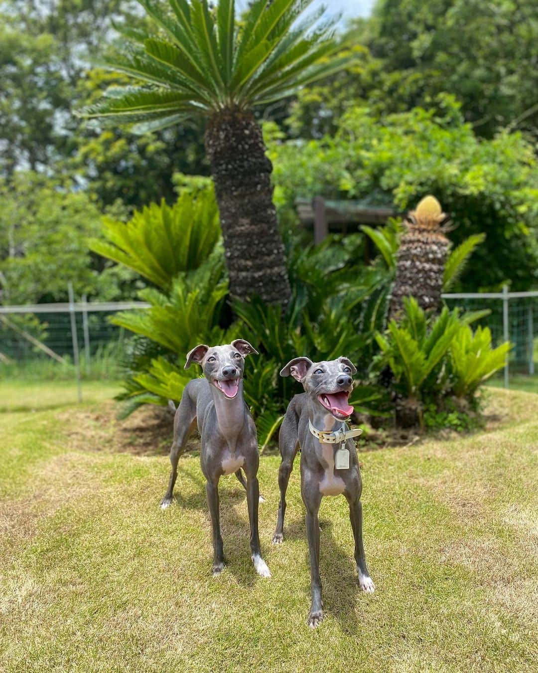 Azusaさんのインスタグラム写真 - (AzusaInstagram)「今日は久しぶりな丸一日トレーニングも仕事も何もないオフ😊 ⁡ ...