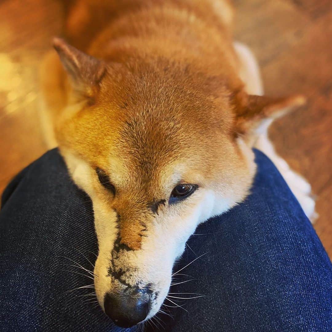 杏さんのインスタグラム写真 - (杏Instagram)「. 🥰次郎とヤマトです！ I have two dogs. A shelter ...