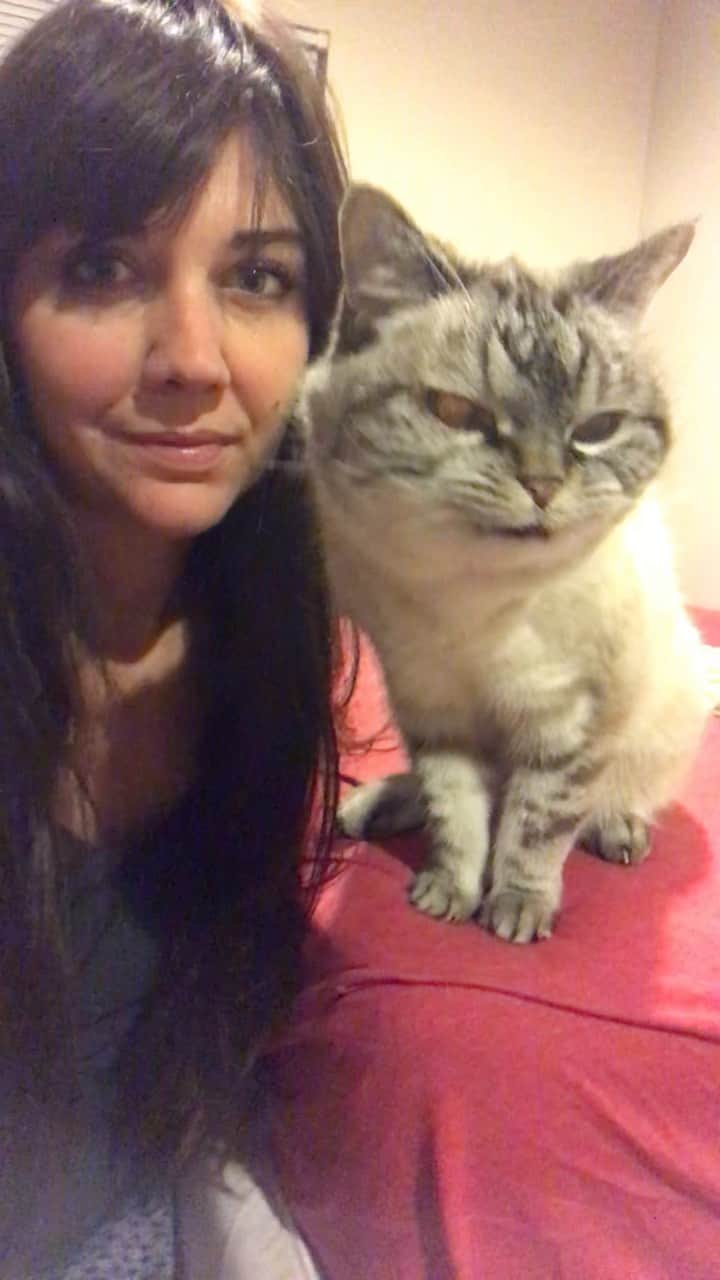 Lokiさんのインスタグラム動画 - (LokiInstagram)「Snuggles with @kaety_kat ️🌈#catstagram #catsagram #cat #cats ...