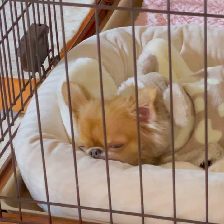 kayoさんのインスタグラム動画 - (kayoInstagram)「* * * ボク… まだ… ね。ねむ。ねむく… な。い。よ…💤💤💤 ...