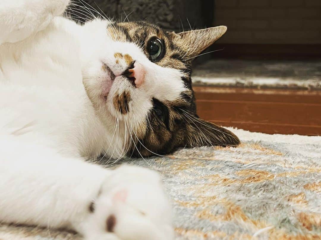 門倉聡さんのインスタグラム - (門倉聡@kadocks)