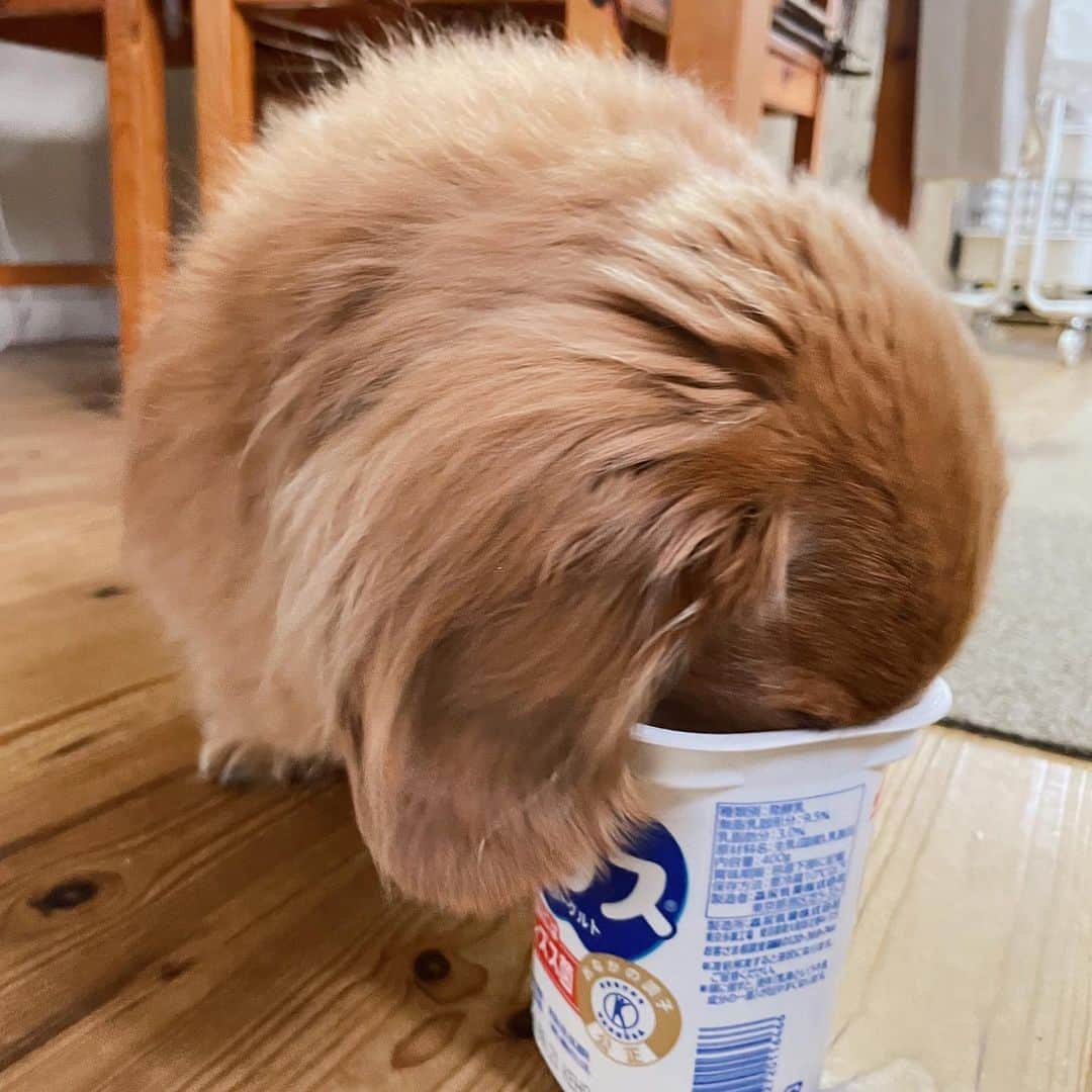 荒谷江莉香さんのインスタグラム - (荒谷江莉香@erika.araya.s2)