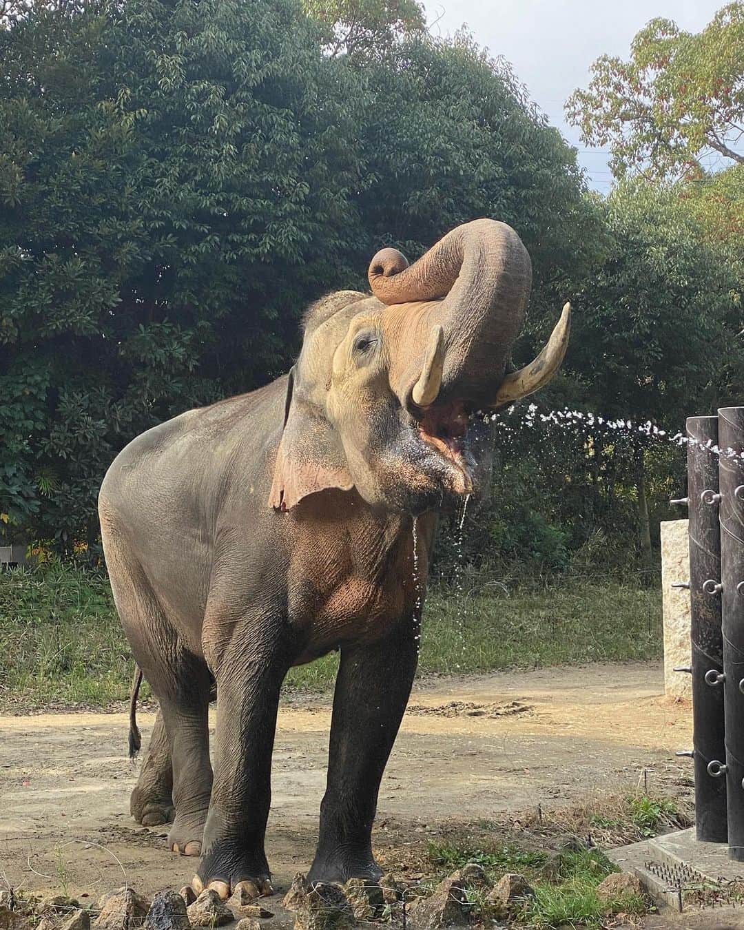 相原美咲さんのインスタグラム写真 - (相原美咲Instagram)「ズーラシアに行ってきました🤍 みんな可愛かったけど、 オランウータンの ...