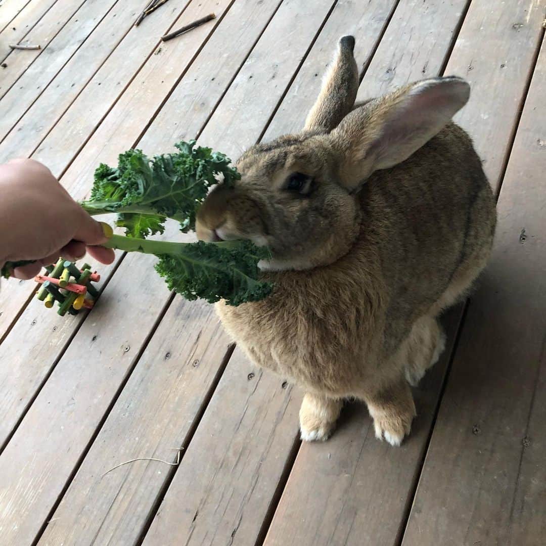 ナオミ・シマダさんのインスタグラム写真 - (ナオミ・シマダInstagram)「💫💫happy lunar new year to all ...