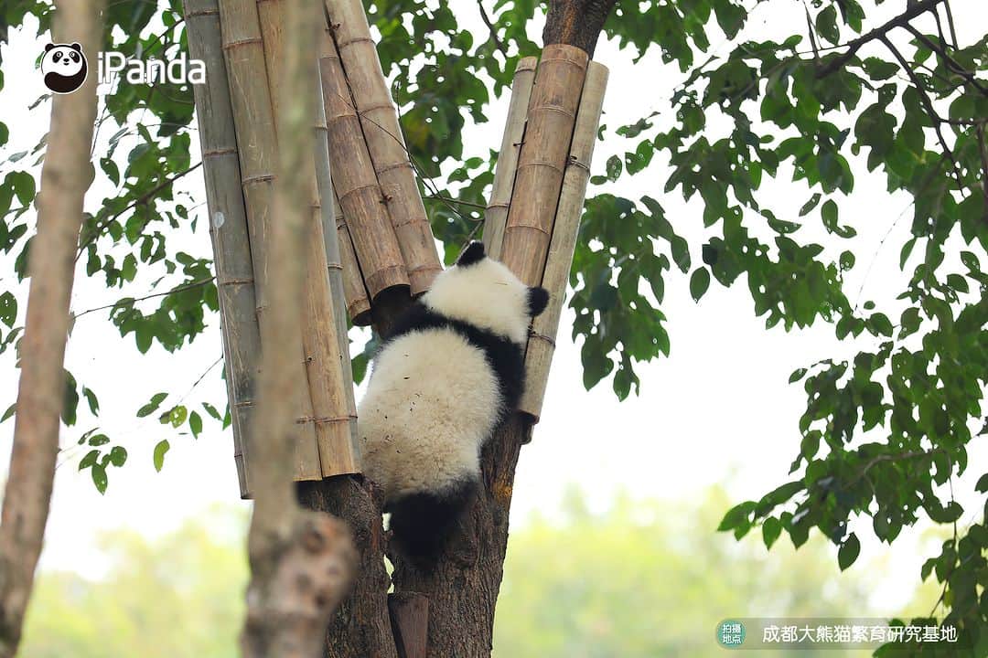 iPandaさんのインスタグラム写真 - (iPandaInstagram)「What are you waiting for? Climb ...