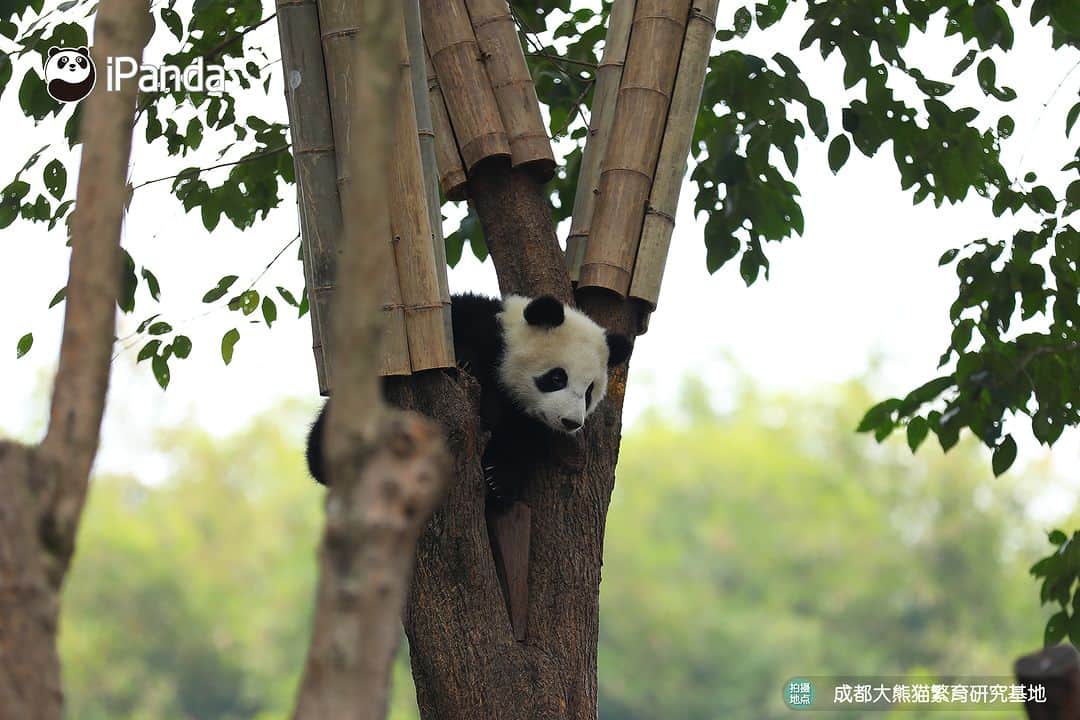 iPandaさんのインスタグラム写真 - (iPandaInstagram)「What are you waiting for? Climb ...