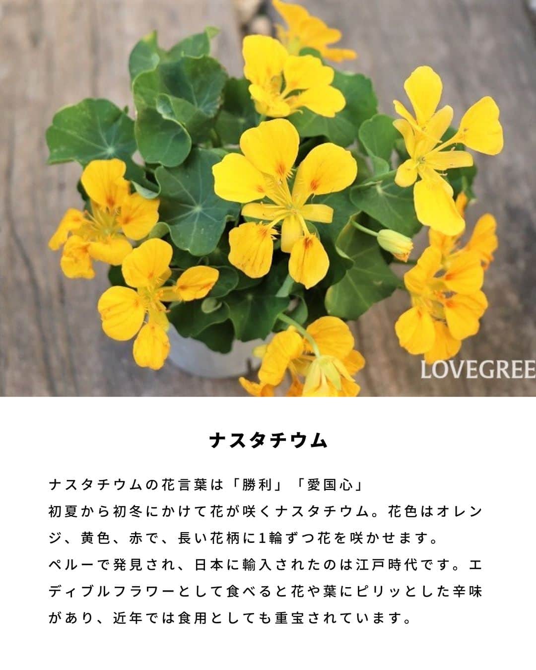 LOVEGREEN -植物と暮らしを豊かに。さんのインスタグラム写真 - (LOVEGREEN -植物と暮らしを豊かに。Instagram)「. 「勝利」「成功」の意味の花言葉を持つ植物をご ...
