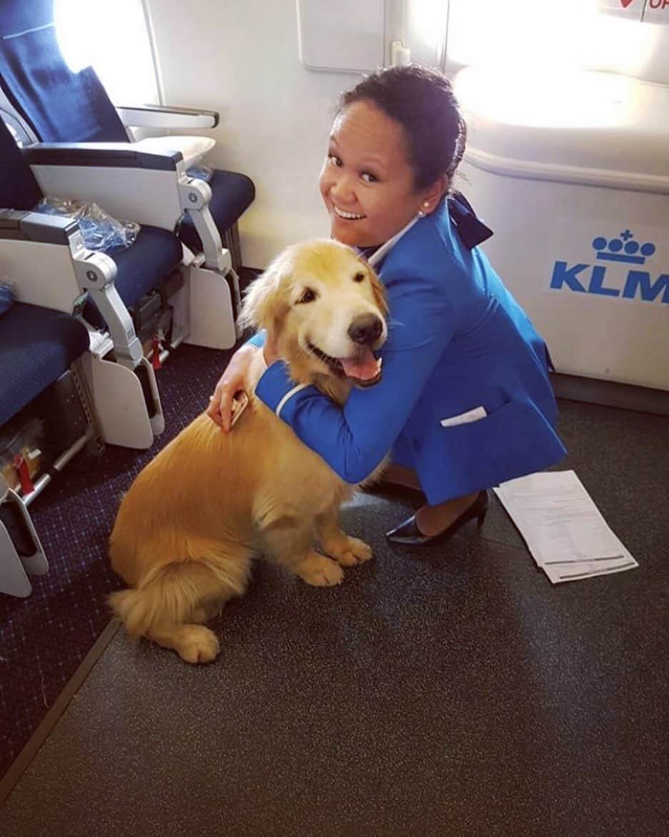 KLMオランダ航空さんのインスタグラム写真 - (KLMオランダ航空Instagram)「Happy International Puppy ...