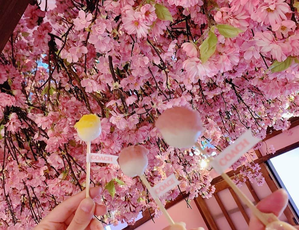 ゆうたむさんのインスタグラム写真 - (ゆうたむInstagram)「@coach_japan のコーチタビーショップ🍡💗 自分らしさを表現するアイコンバッグ『tabby』の 期間限定ショップ ...