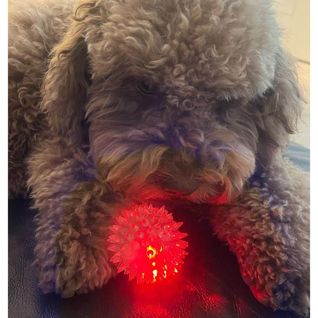 kokiさんのインスタグラム写真 - (kokiInstagram)「💗💗💗 モフモフさんたち」4月1日 9時21分 - koki