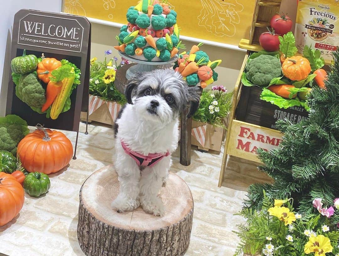 川子芹菜さんのインスタグラム写真 - (川子芹菜Instagram)「. . Cafe𓂃𓈒𓏸𓐍 . . 昨日は初めてのインターペット( @interpetsofficial ) ようやく行け ...