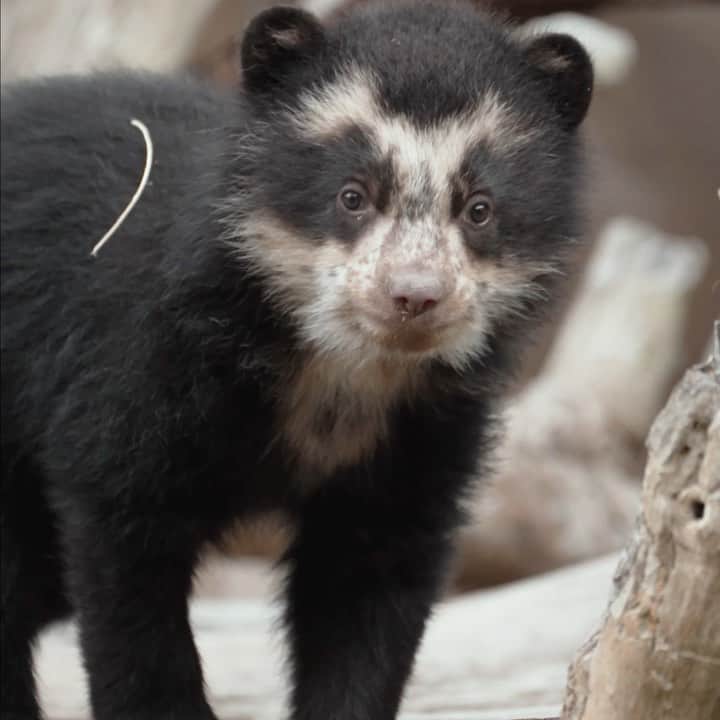 San Diego Zooさんのインスタグラム写真 - (San Diego ZooInstagram)「Cub-date: meet ...