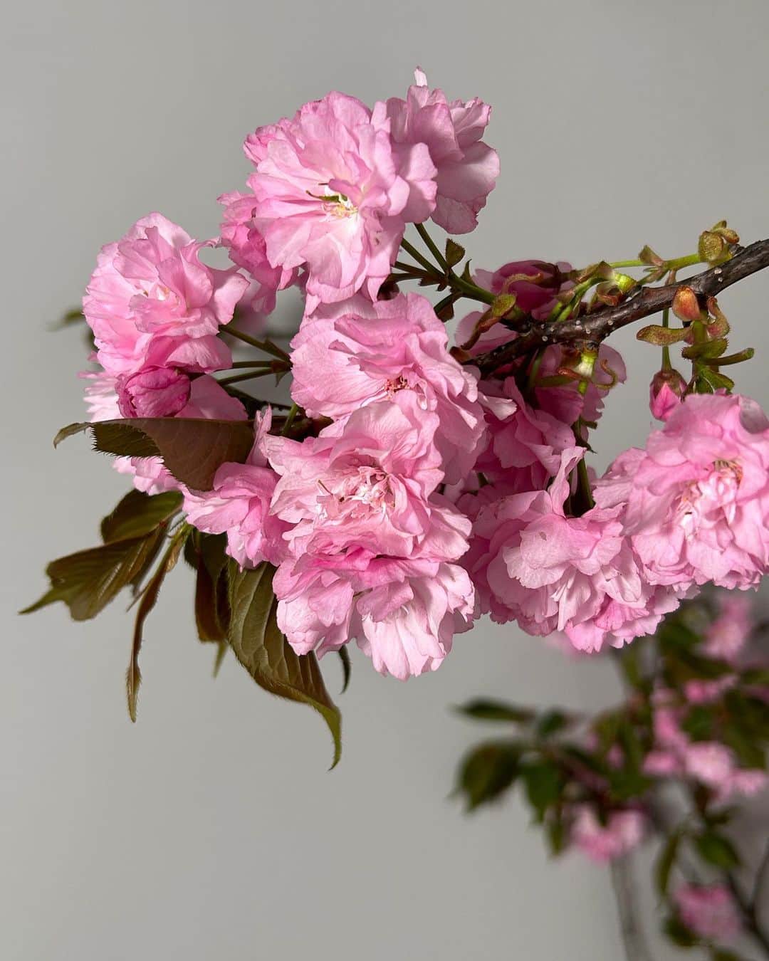 ナスチャさんのインスタグラム写真 - (ナスチャInstagram)「flower world 🌸」4月8日 18時11分 - kiker_chan