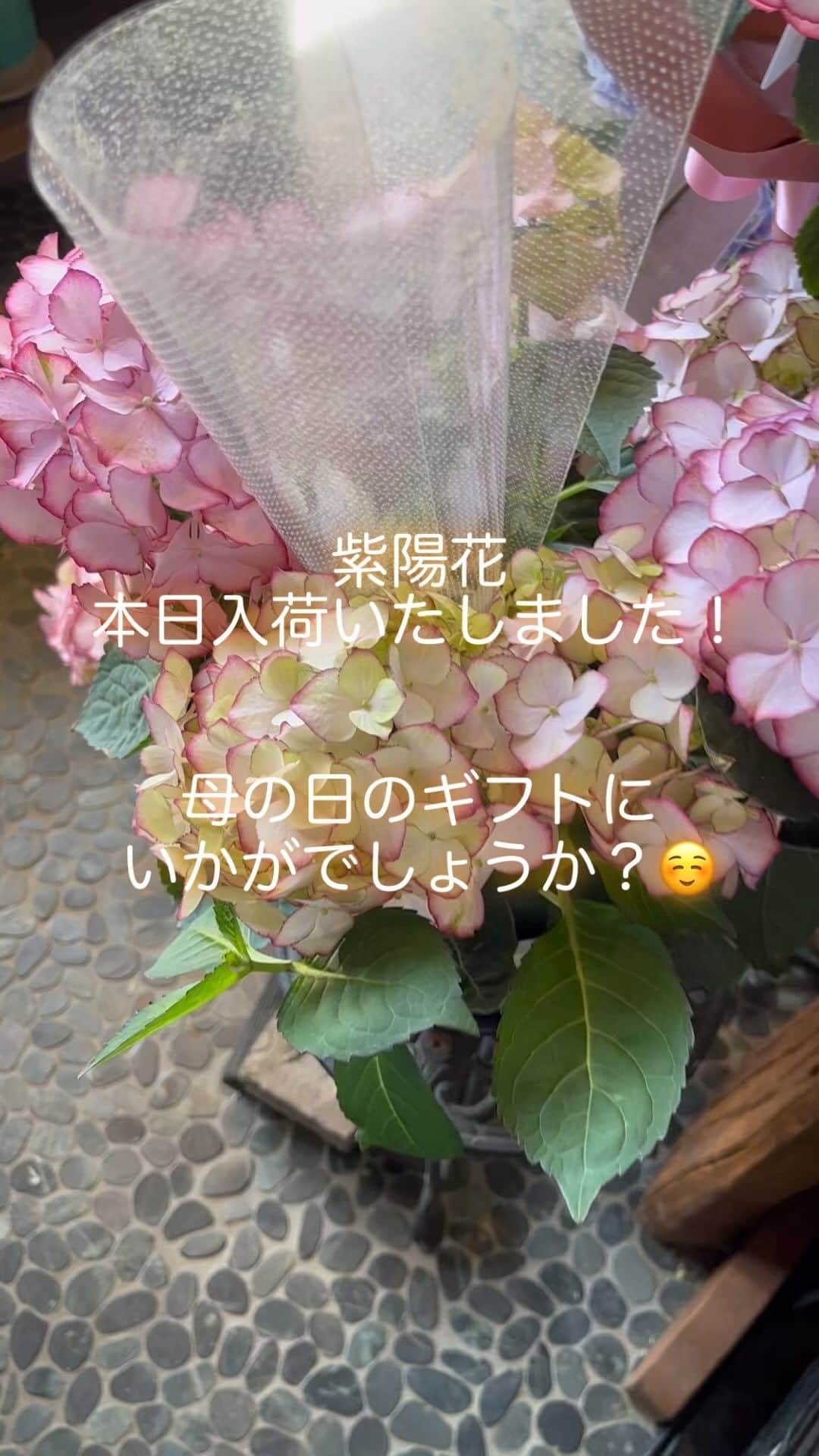 MILLE ECLAT.さんのインスタグラム - (MILLE ECLAT.@mille_eclat)