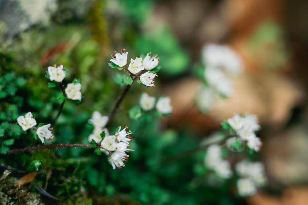 吉岡里帆さんのインスタグラム写真 - (吉岡里帆Instagram)「YAMAP×YouTube "山歩" vol.2 @yamap55 @el_arata_nest #山歩」5月6日 10時 ...