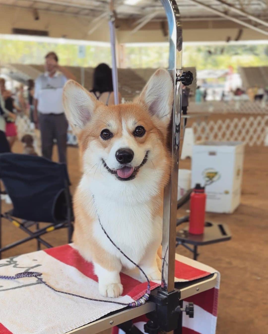 Geordi La Corgiさんのインスタグラム写真 - (Geordi La CorgiInstagram)「Introducing ...