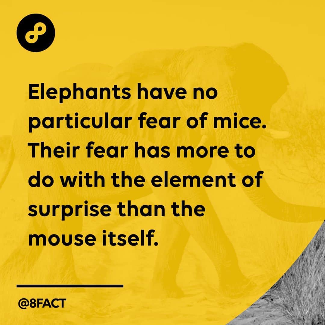 さんのインスタグラム写真 - (Instagram)「🐘」4月23日 12時23分 - 8fact
