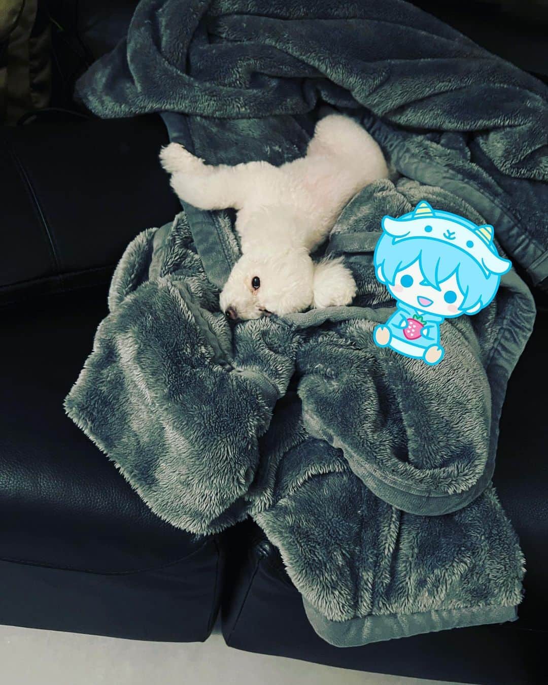 ころんさんのインスタグラム写真 - (ころんInstagram)「今日も推しが可愛い🩵」4月24日 20時27分 - colon56n