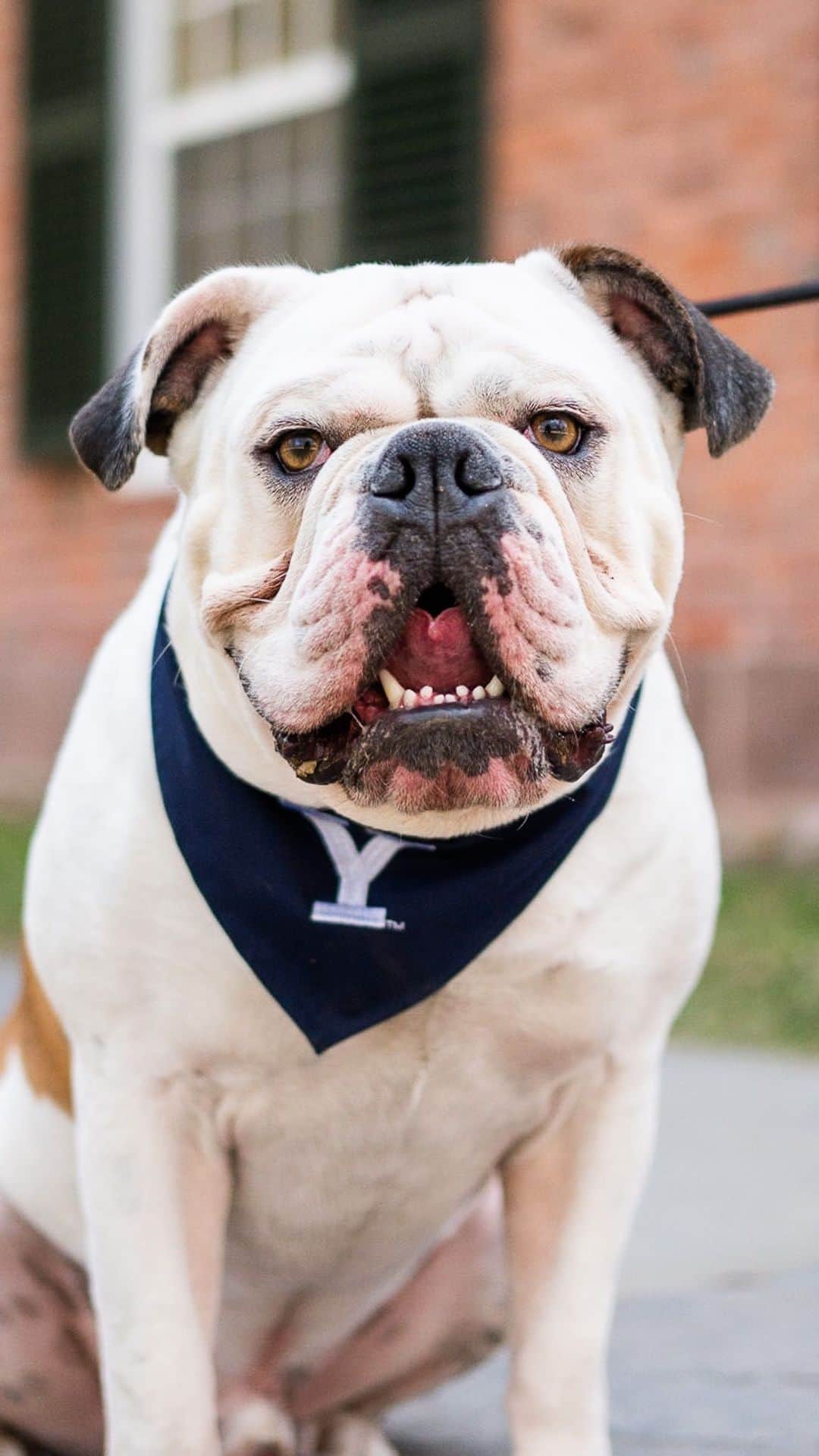 The Dogistさんのインスタグラム動画 - (The DogistInstagram)「Handsome Dan XIX (aka ...