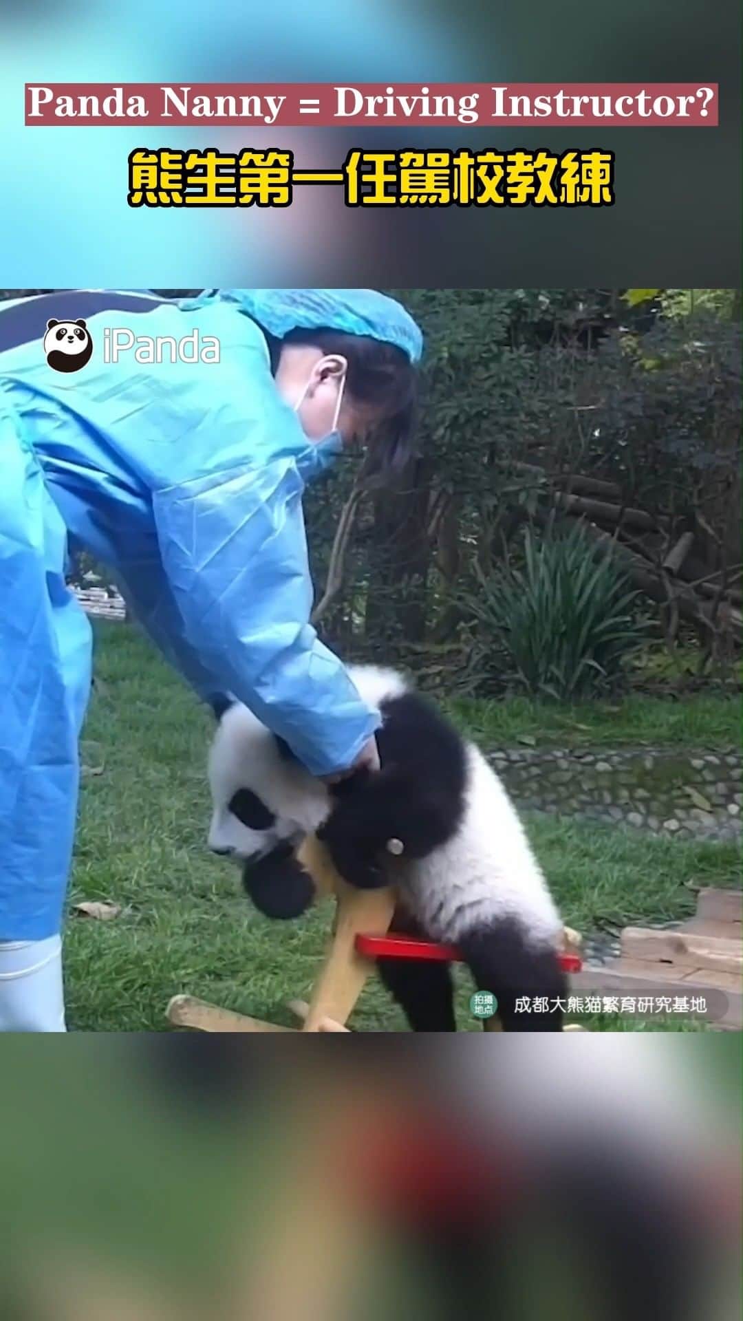 iPandaさんのインスタグラム動画 - (iPandaInstagram)「The requirement for a panda nanny is not only to care for ...