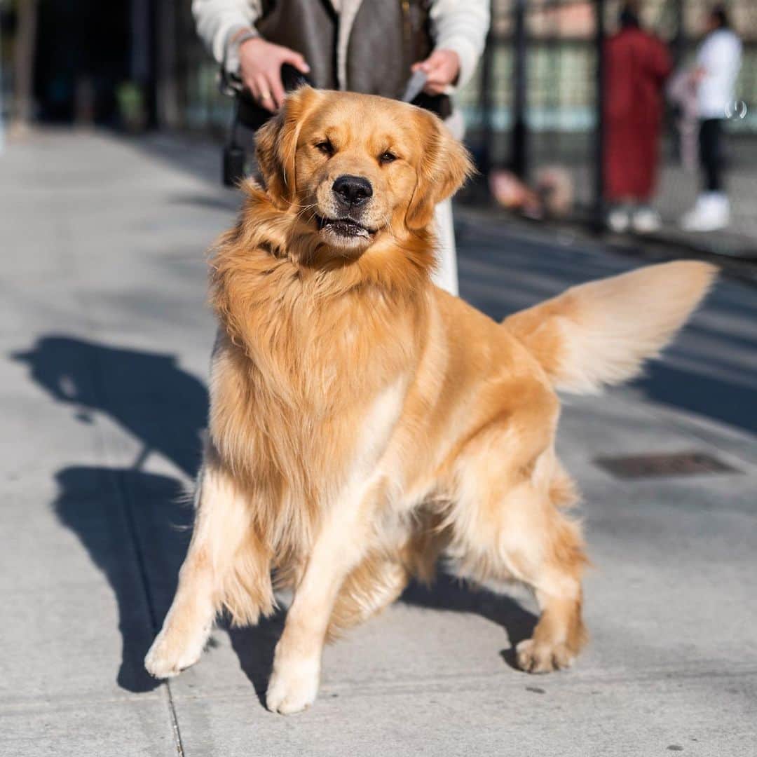 The Dogistさんのインスタグラム写真 - (The DogistInstagram)「George, Golden Retriever ...