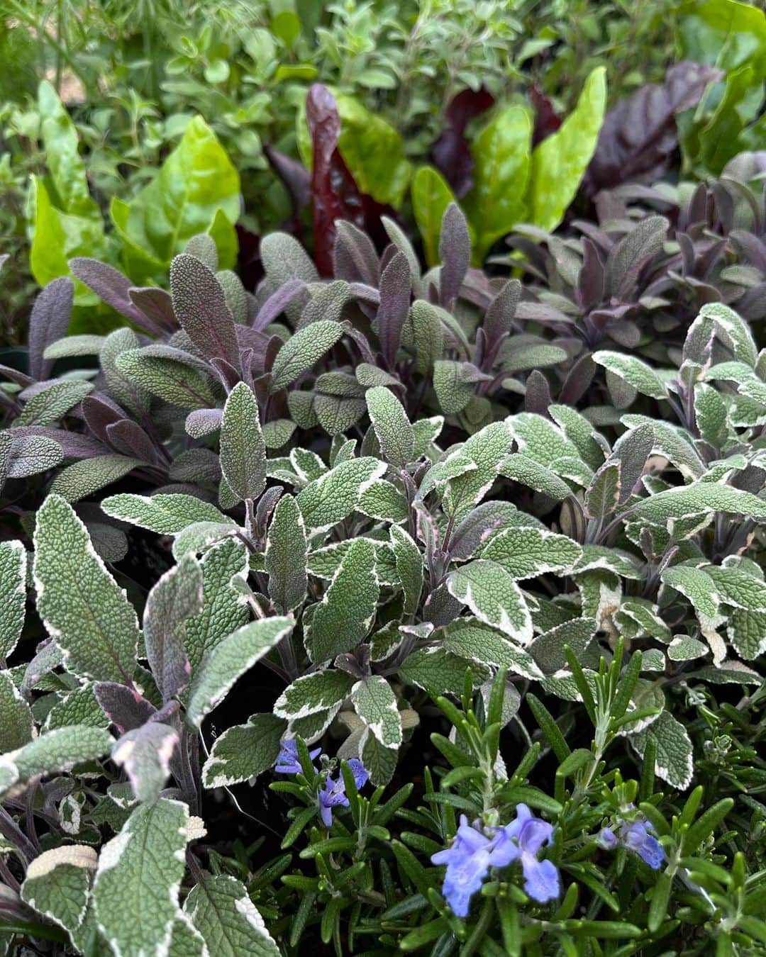 HERVA AKICOさんのインスタグラム写真 - (HERVA AKICOInstagram)「明日、明後日の4/29,30は 京都上京区 ...