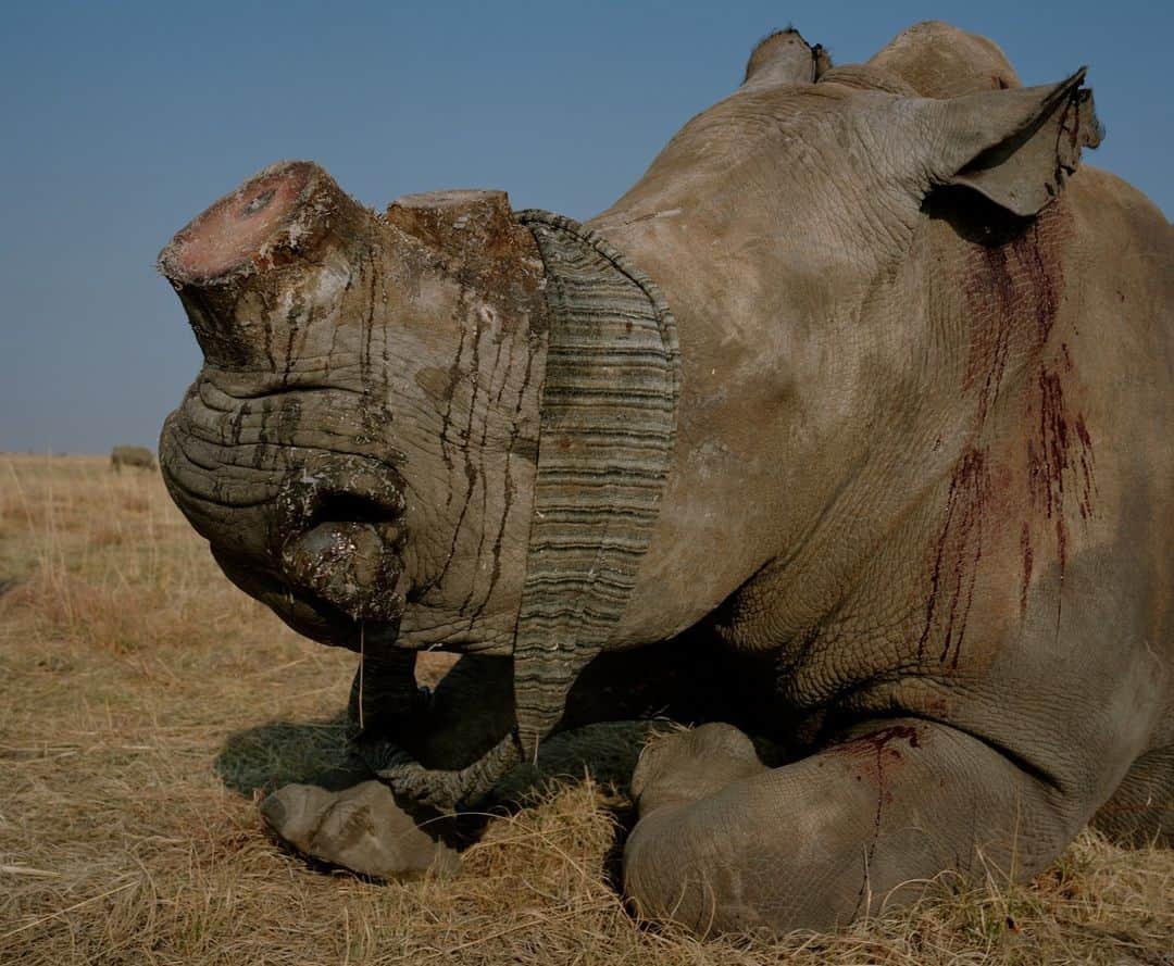 ナショナルジオグラフィックさんのインスタグラム写真 - (ナショナルジオグラフィックInstagram)「Photos by David Chancellor @chancellordavid ...