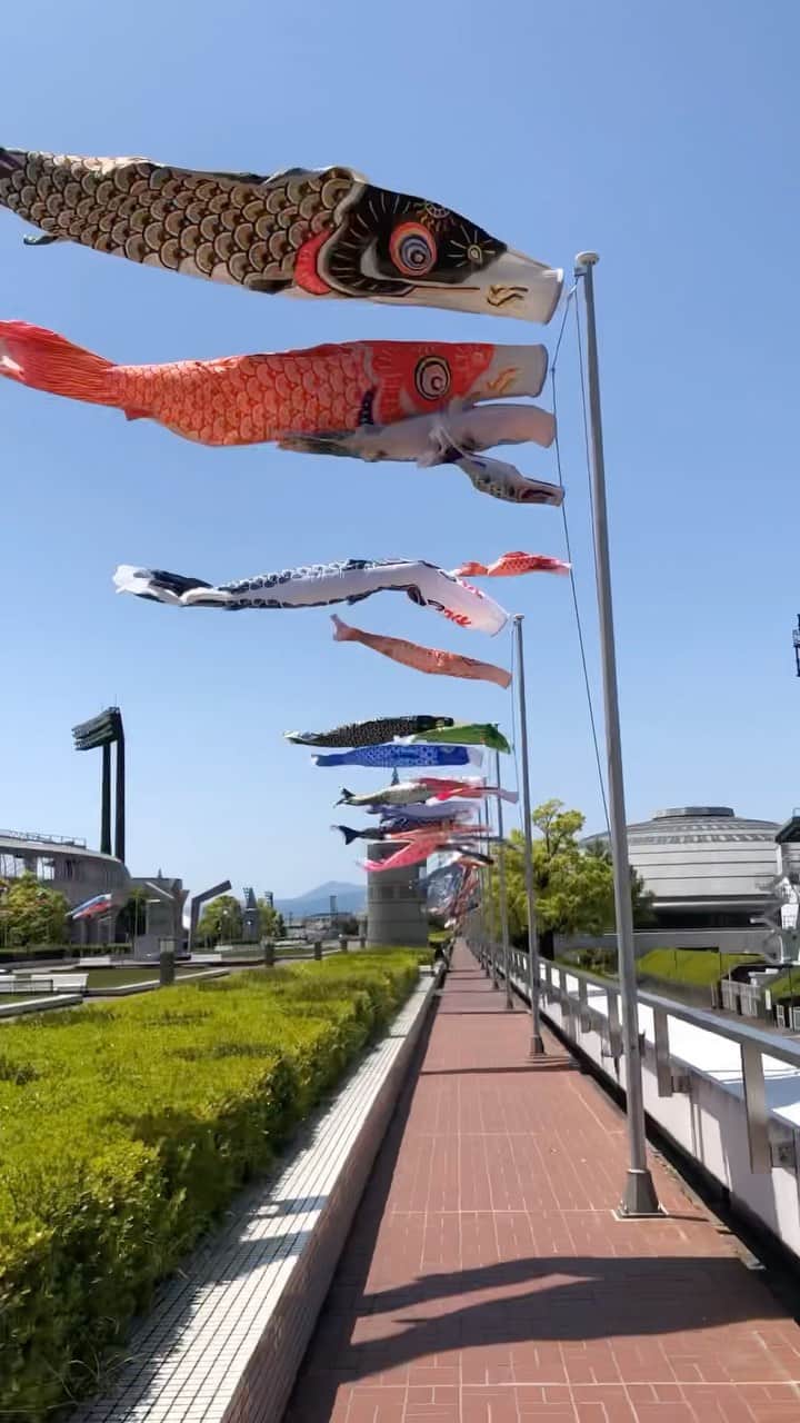 FC岐阜さんのインスタグラム動画 - (FC岐阜Instagram)「. YS横浜戦まであと1️⃣日 🏟_🚓🚒🏎️🚗🚎💨 ／ こいのぼりの準備が完了しましたー🎏 \ サンサンデッキ上にたくさん ...
