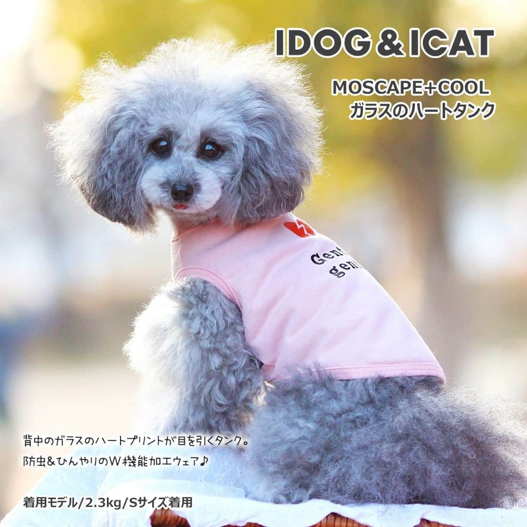 iDog&iCatさんのインスタグラム写真 - (iDog&iCatInstagram)「1枚1100円～型落ちロスレスウェア販売開始！ #idogロスレスウェア iDogのアウトレットがロス ...