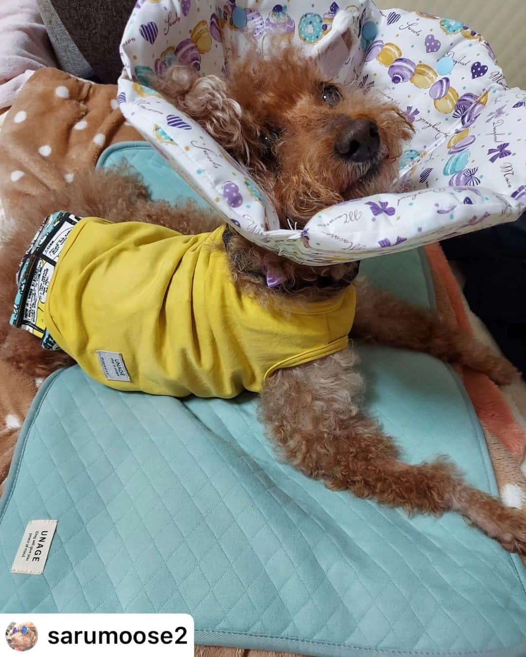 iDog&iCatさんのインスタグラム写真 - (iDog&iCatInstagram)「いつもご愛用ありがとうございます！ マットはおでかけ時にも重宝すると思いますので、たくさん使って ...