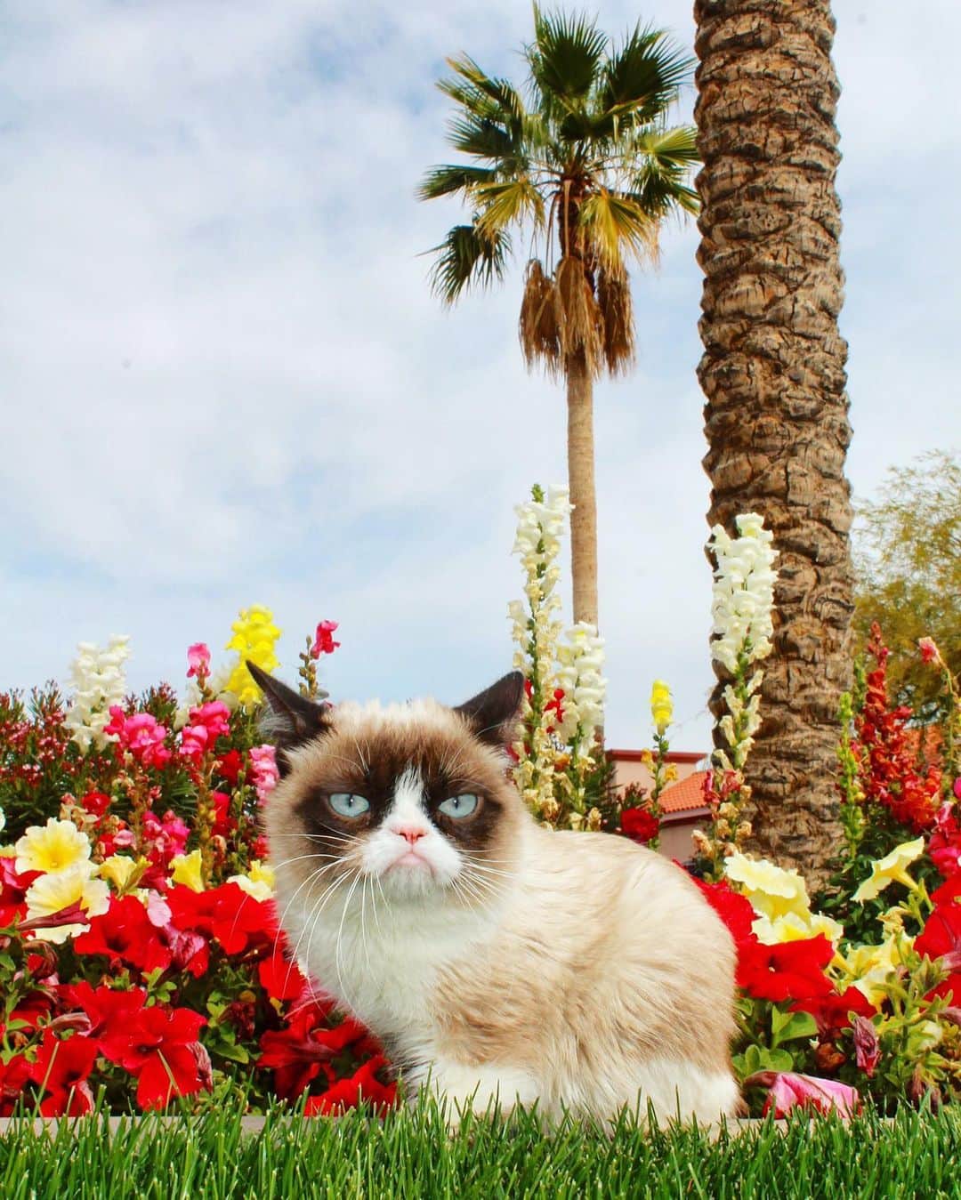 Grumpy Catさんのインスタグラム - (Grumpy Cat@realgrumpycat)
