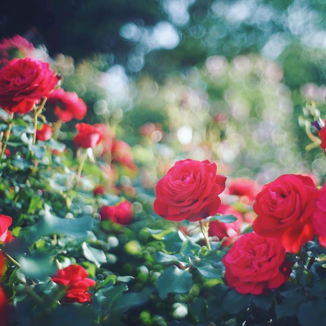 Sherryさんのインスタグラム写真 - (SherryInstagram)「ㅤㅤㅤㅤㅤㅤㅤㅤㅤㅤㅤㅤㅤ ㅤㅤㅤㅤㅤㅤㅤㅤㅤㅤㅤㅤㅤ 今年は ...