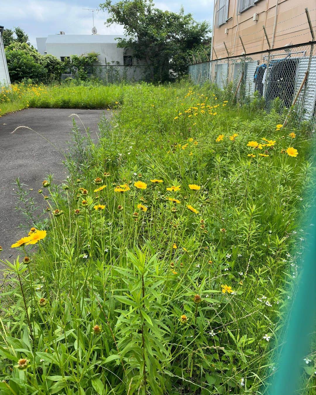 蓮井元彦さんのインスタグラム写真 蓮井元彦instagram 「フェンス越しのタンポポ」5月22日 1時13分 Motohiko Hasui