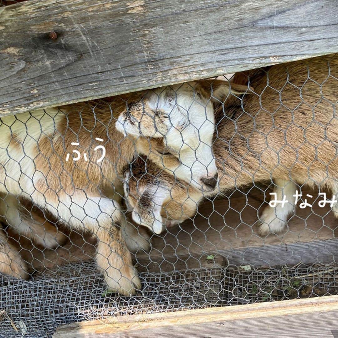 鳥越佳那さんのインスタグラム写真 - (鳥越佳那Instagram)「【限定10食!!さつまいもの特別モンブラン🍠 ...