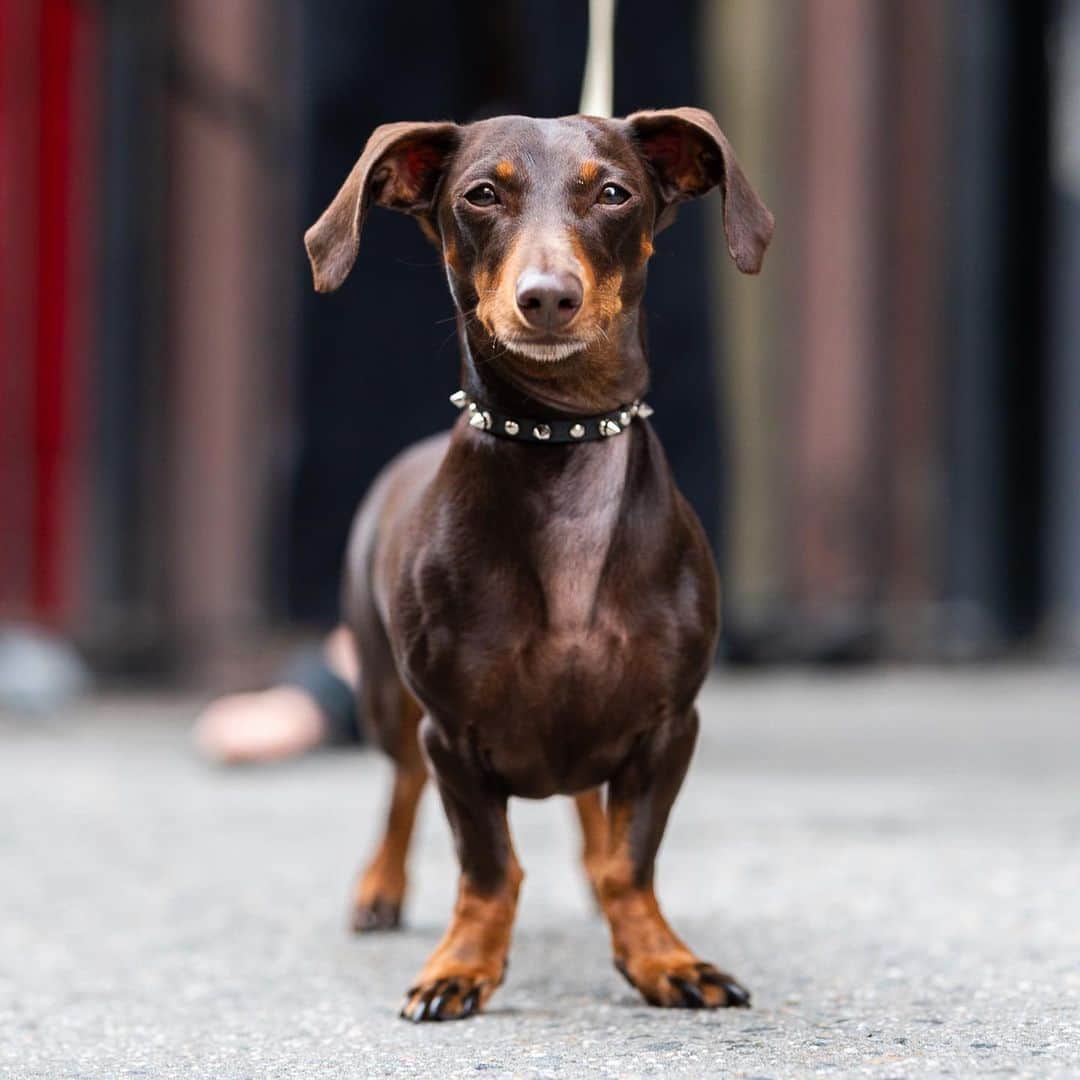 The Dogistさんのインスタグラム - (The Dogist@thedogist)