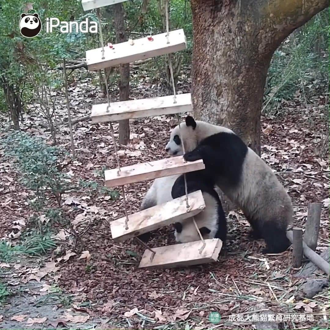 iPandaさんのインスタグラム動画 - (iPandaInstagram)「Please watch your manners and ...