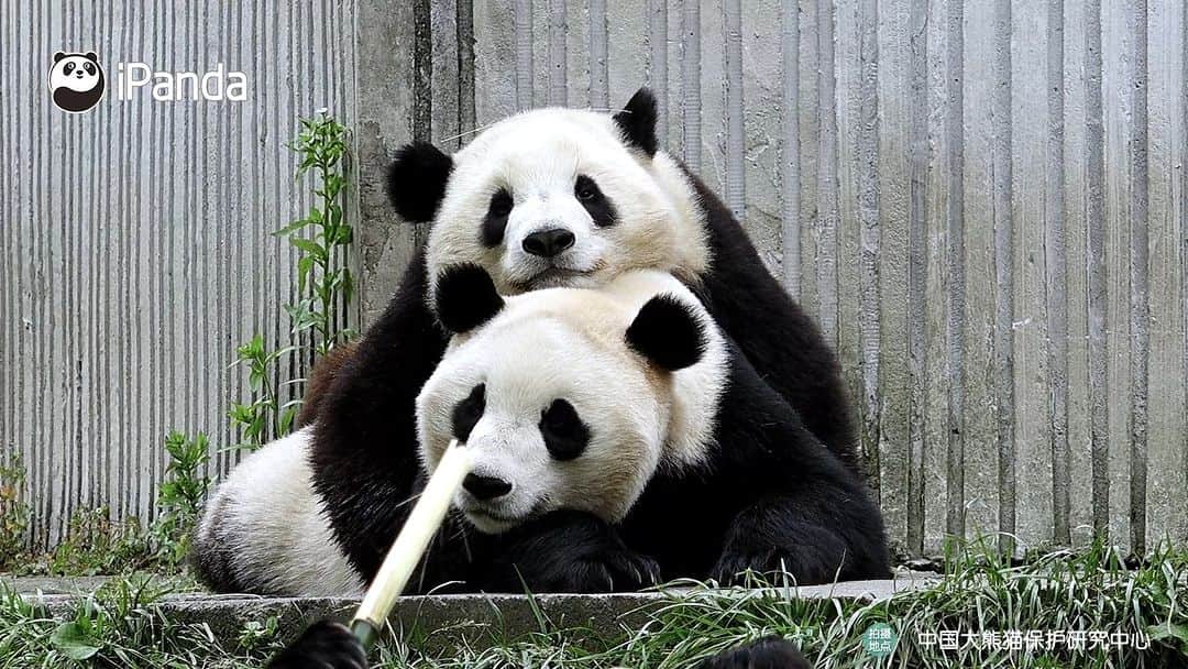 iPandaさんのインスタグラム動画 - (iPandaInstagram)「Panda mom, do I have the honor ...