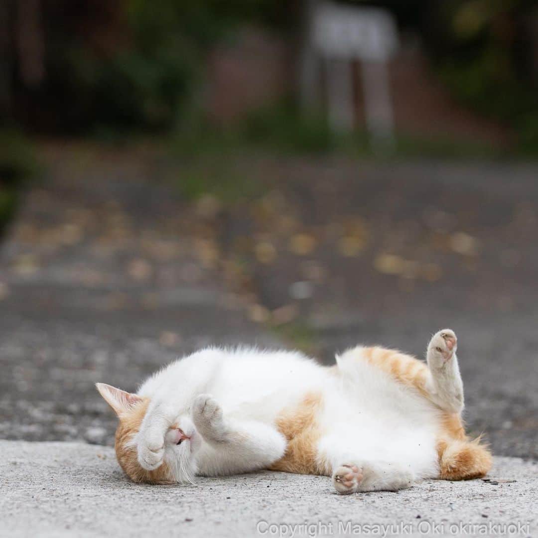 Masayukiさんのインスタグラム写真 - (MasayukiInstagram)「見ざる。 #cat #ねこ #猫 #東京カメラ部 ...