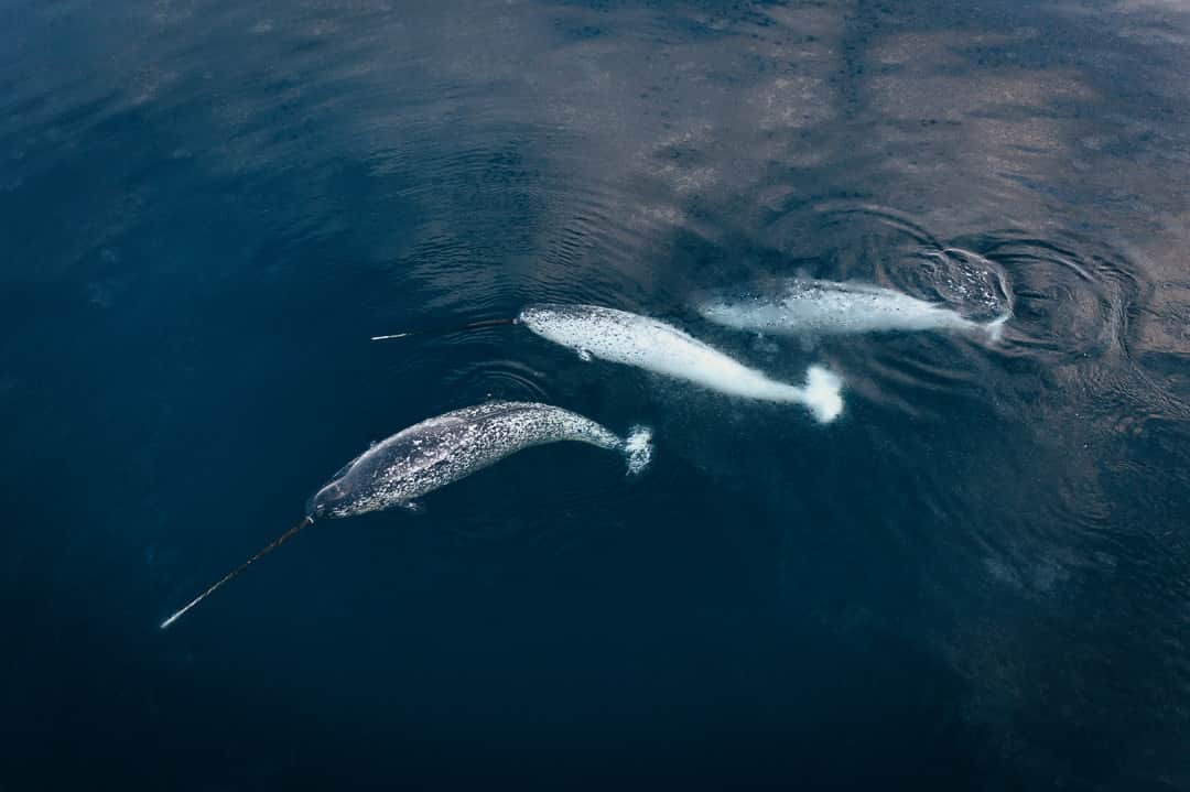 Narwhal Calf Hinterland Who's Who - Narwhal