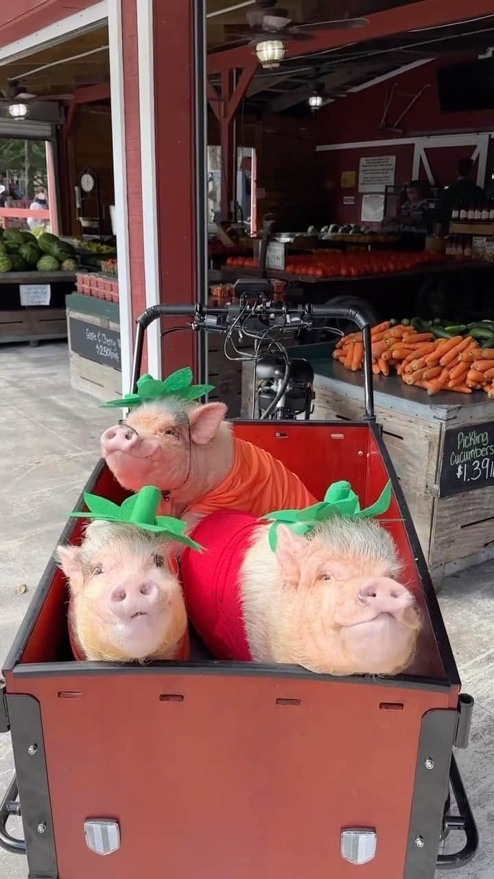 Priscilla and Poppletonさんのインスタグラム動画 - (Priscilla and PoppletonInstagram ...