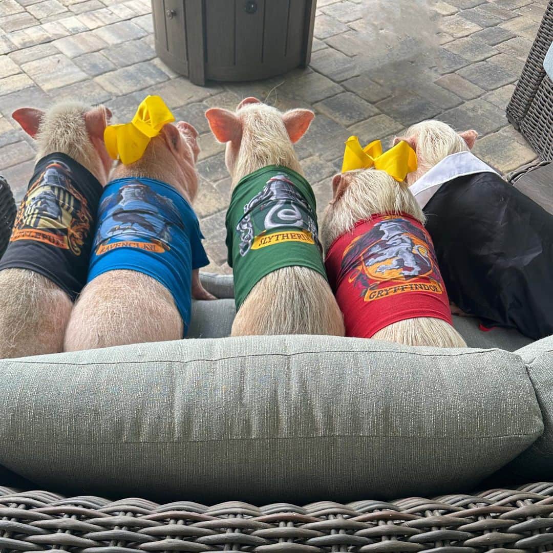 Priscilla and Poppletonさんのインスタグラム写真 - (Priscilla and PoppletonInstagram ...