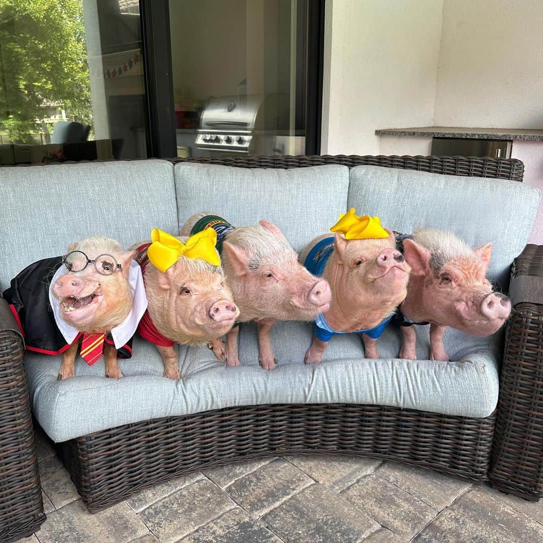 Priscilla and Poppletonさんのインスタグラム写真 - (Priscilla and PoppletonInstagram ...